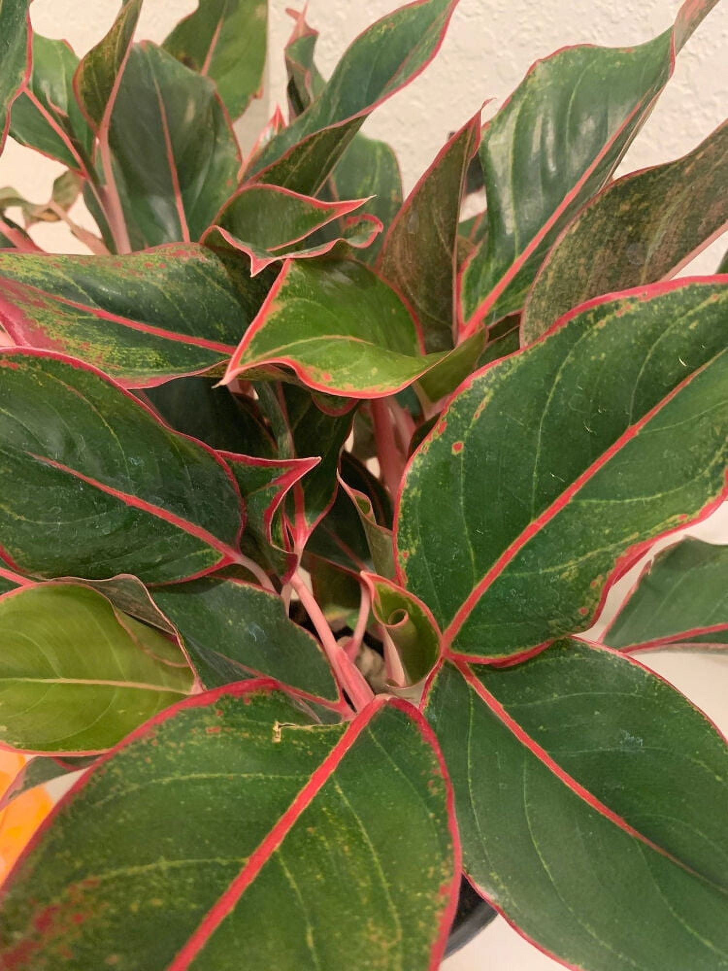 Aglaonema Red Siam Houseplants - Walmart.com