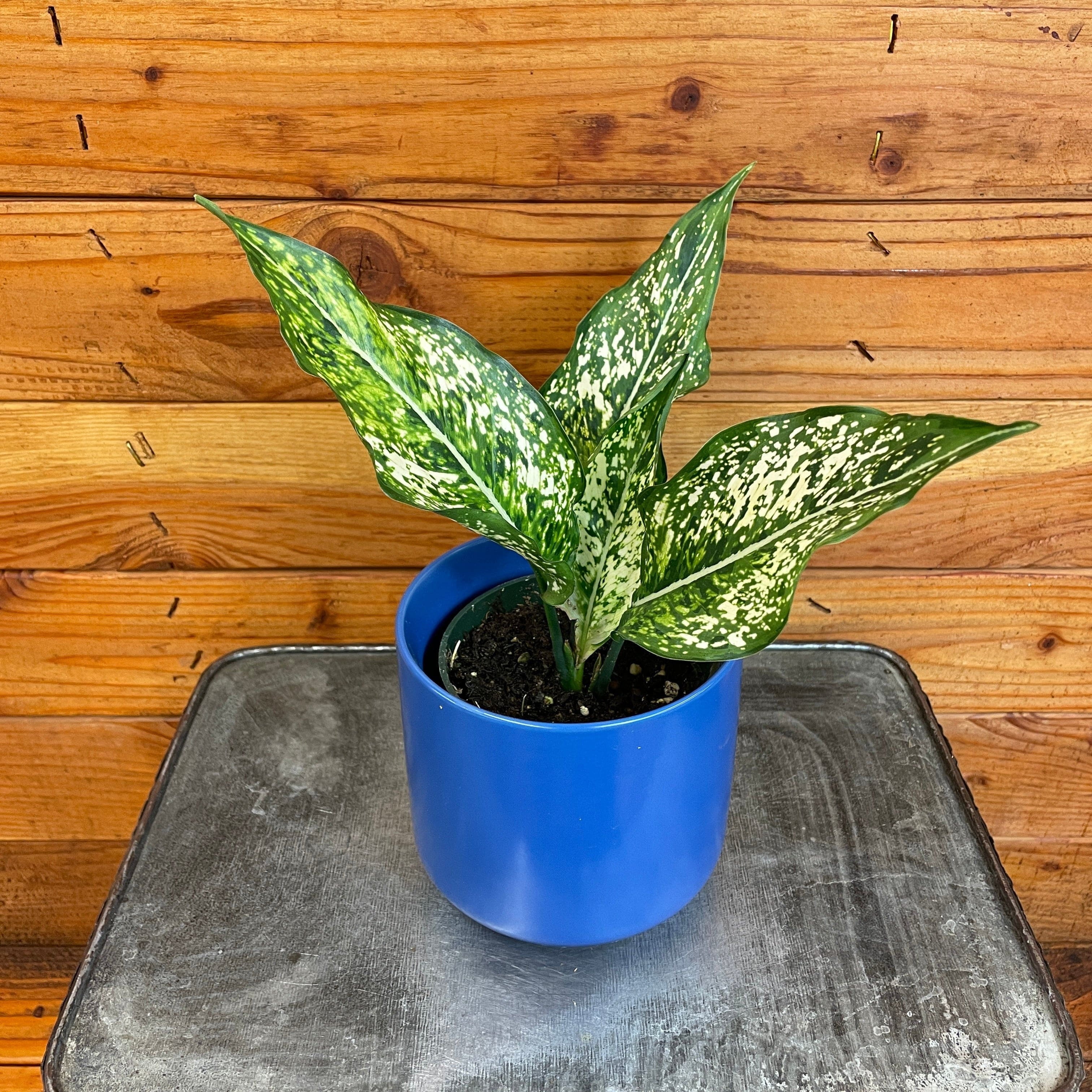 Aglaonema Snow White, 4” Plant, The Plant Farm - Walmart.com