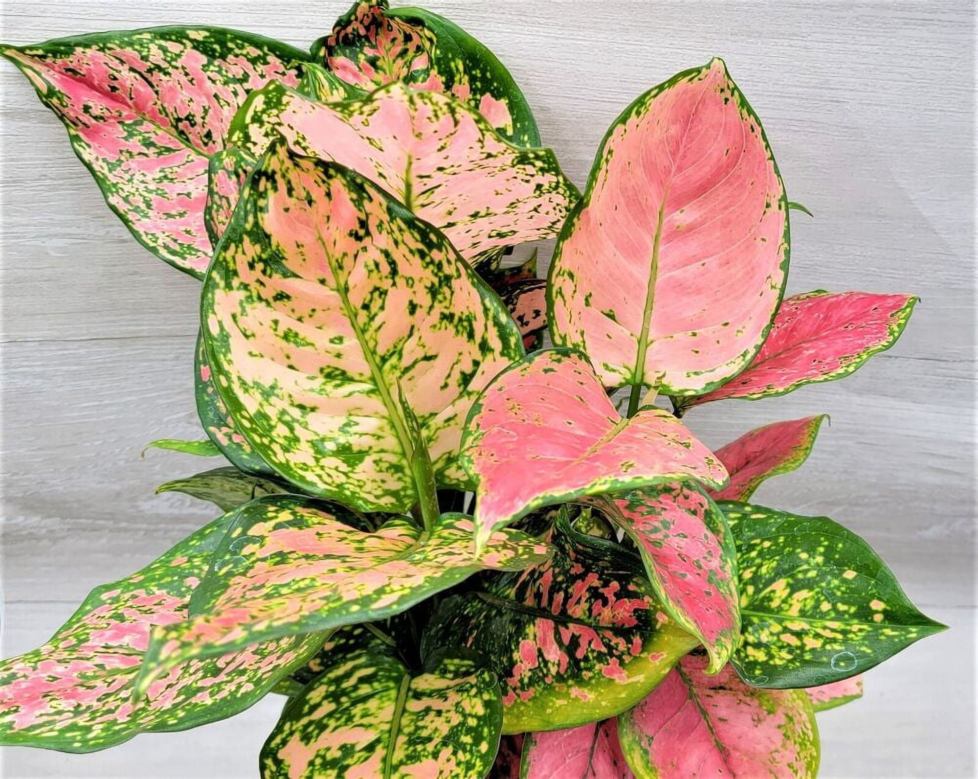 Aglaonema Wishes, Aglaonema Pink Lady Valentine , Chinese Evergreen in ...