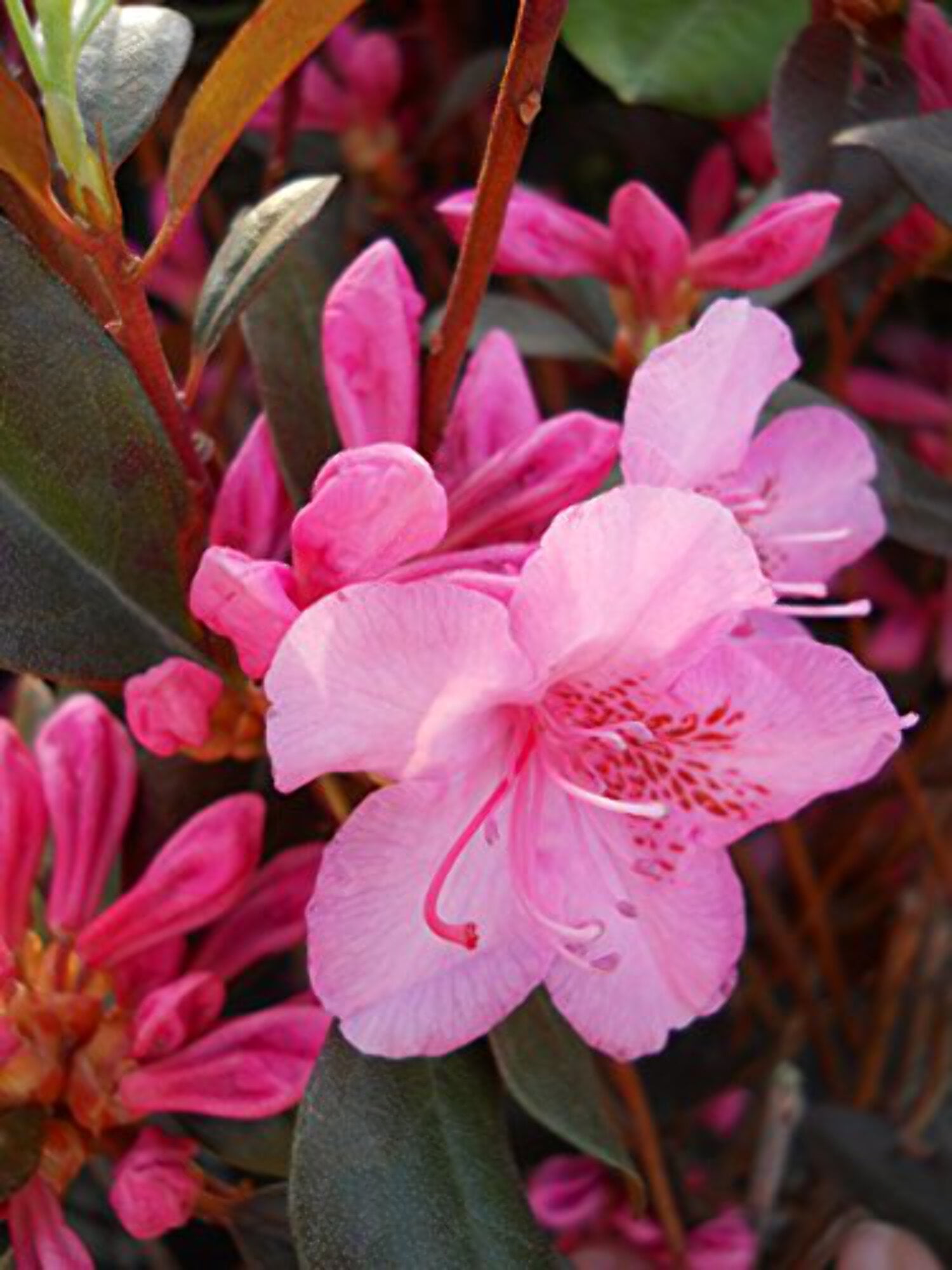 Aglo Rhododendron - Walmart Business Supplies