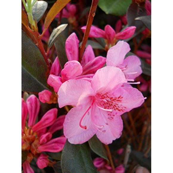 Rhododendron Plants