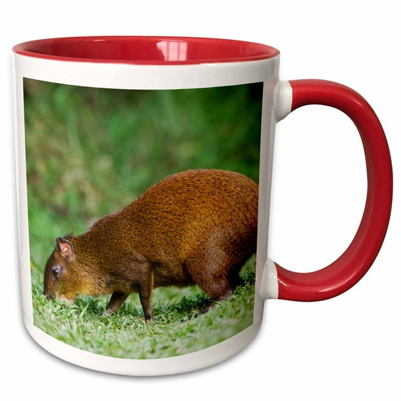 3drose, Agouti Wildlife, Bosque De Paz, Costa Rica - Na02 Rnu0473 ...
