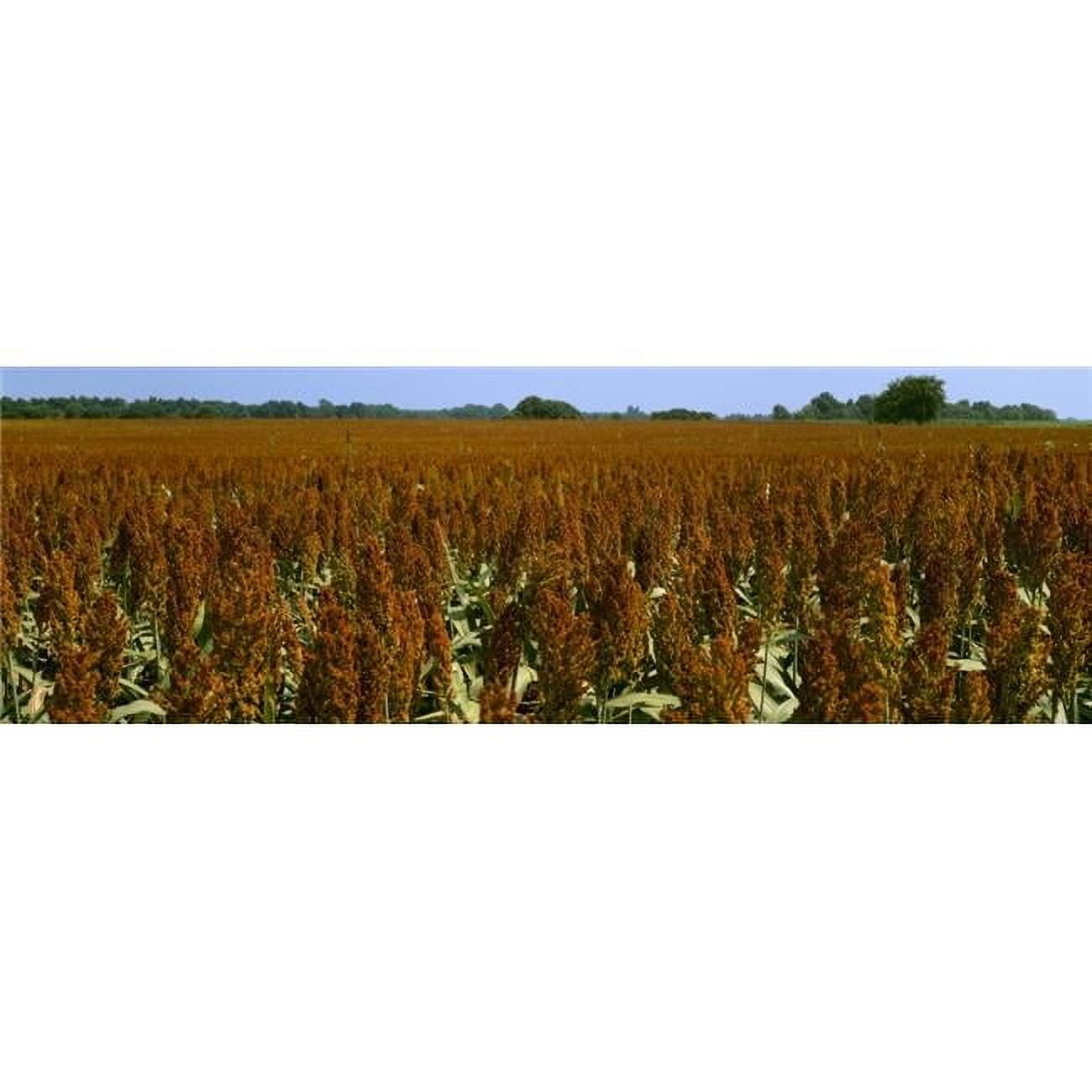 Agriculture - Crop of Mid Mature Grain Sorghum, Milo Ready for Harvest ...