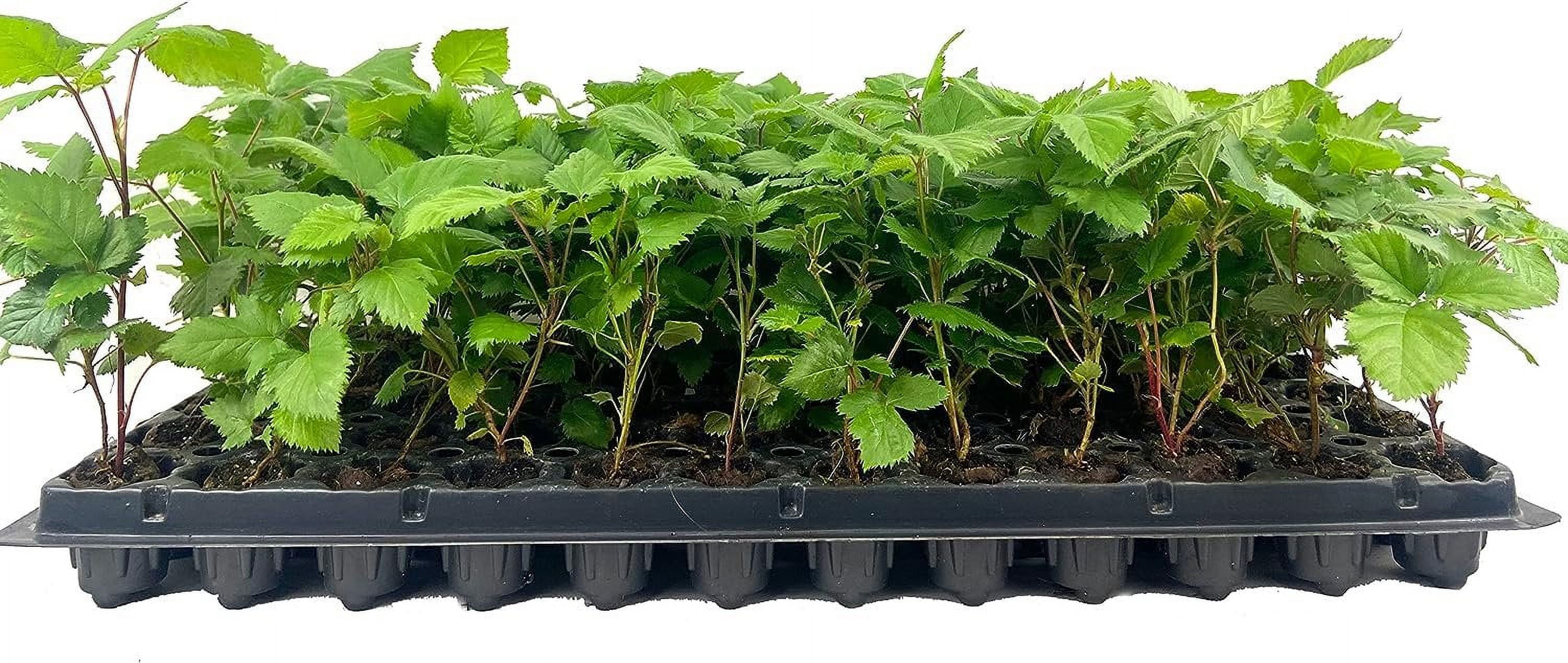 Ahpahchee BlackBerry Plant - 40 Live Starter Plants - Rubus - Fruit ...
