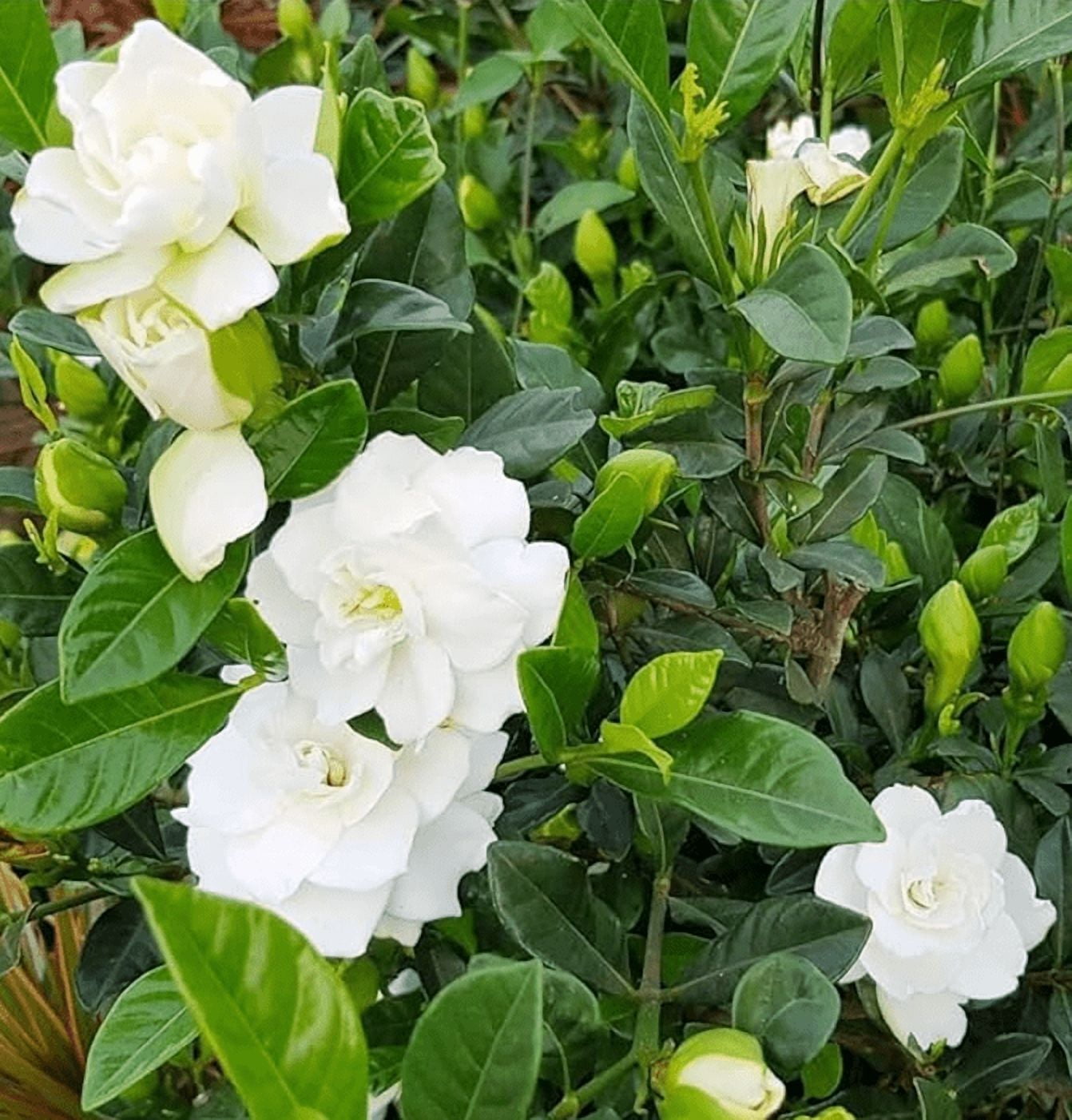 Aimee Gardenia Jasmine Plant Live Double White Jasmine Fragant Gardenia ...
