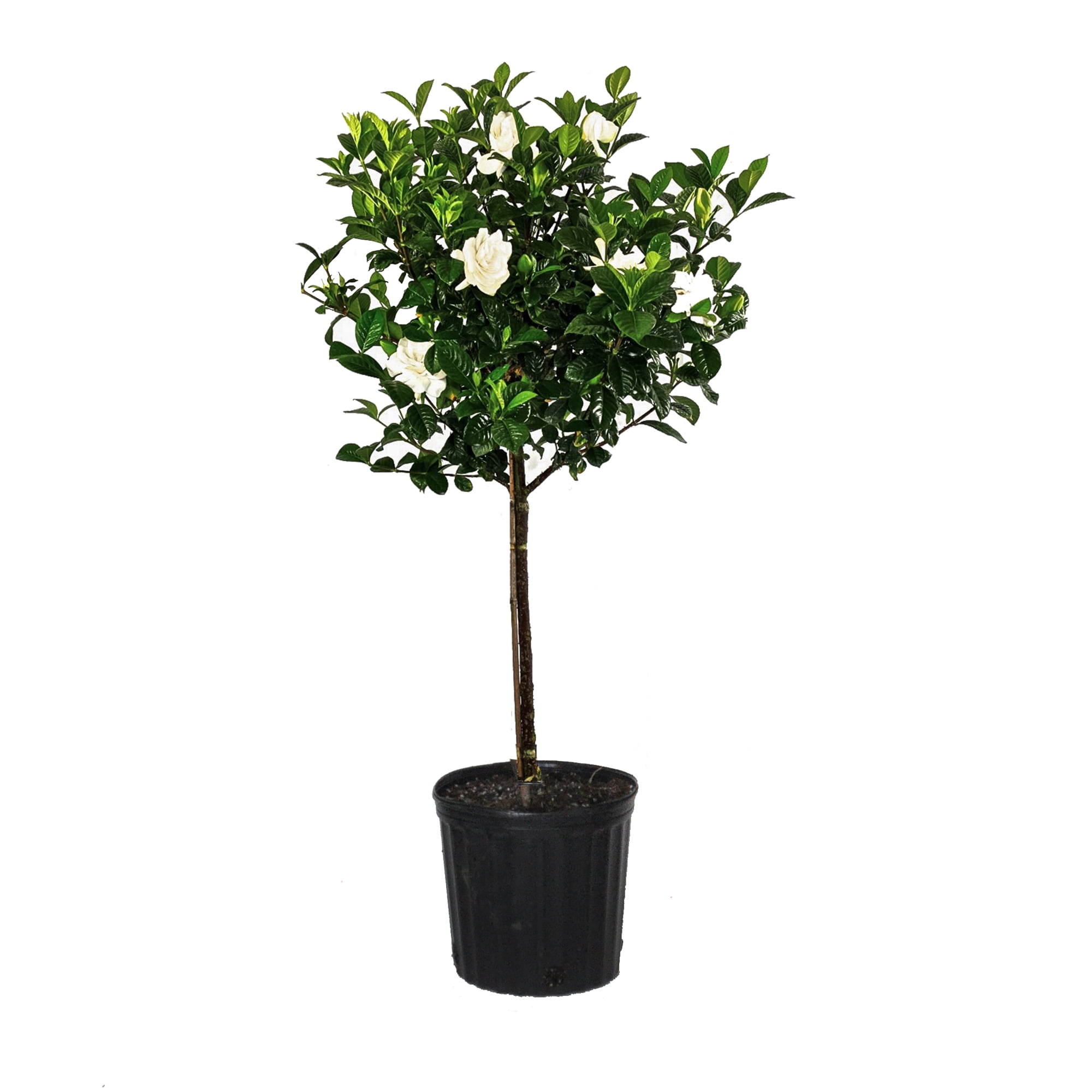 Gardenia Aimee Tree Form Live Plant in 10-Inch Grower Pot – Full Sun to ...
