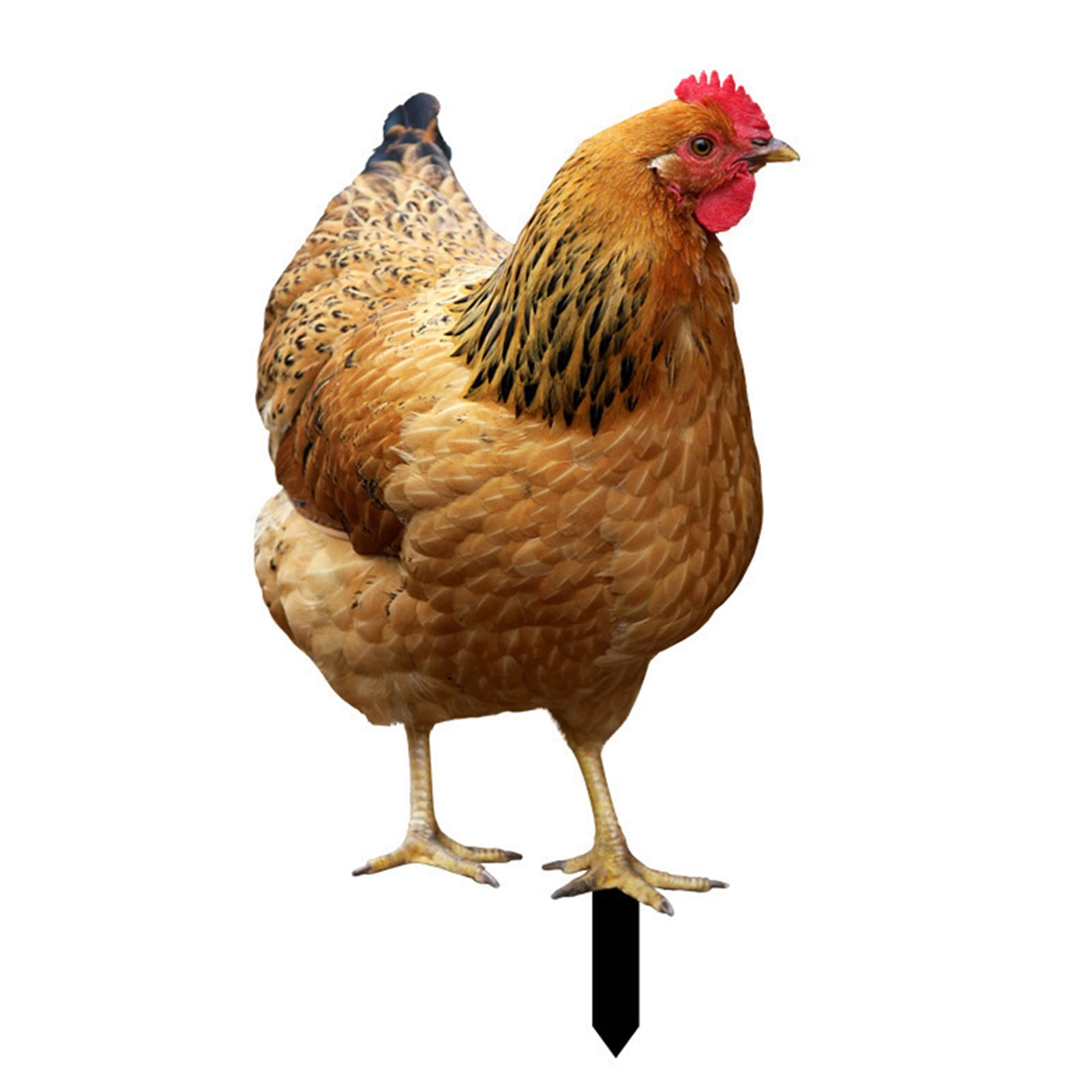 Aimiya Rooster Decor Realistic Life-like Ornamental Double-sided ...