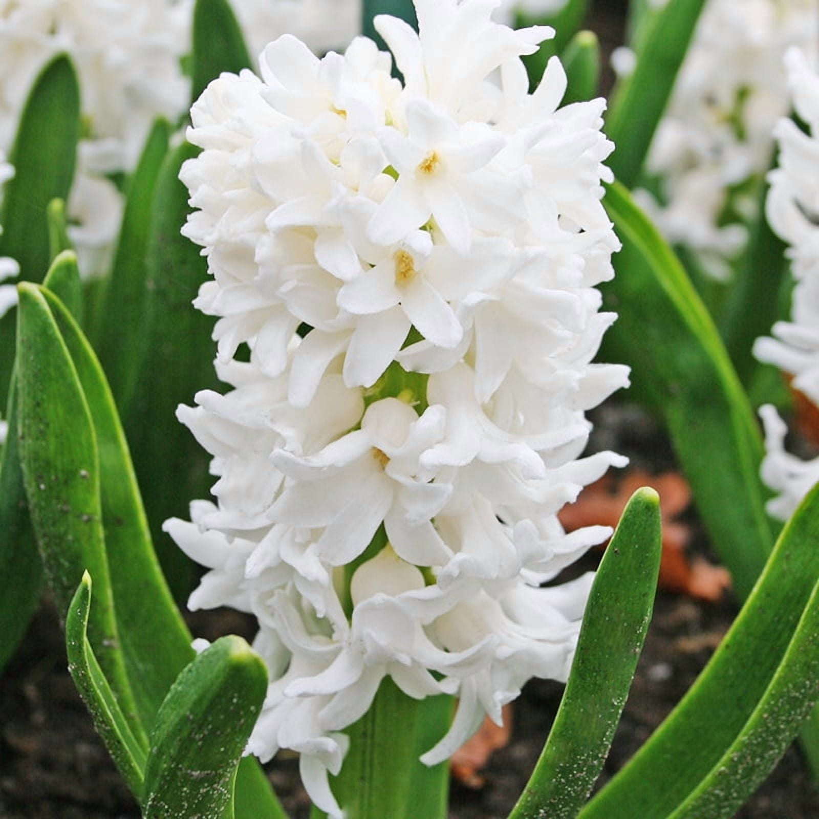 Aiolos Hyacinth Flower Bulbs Jumbo Pack - 15 Bulbs per Pack ...