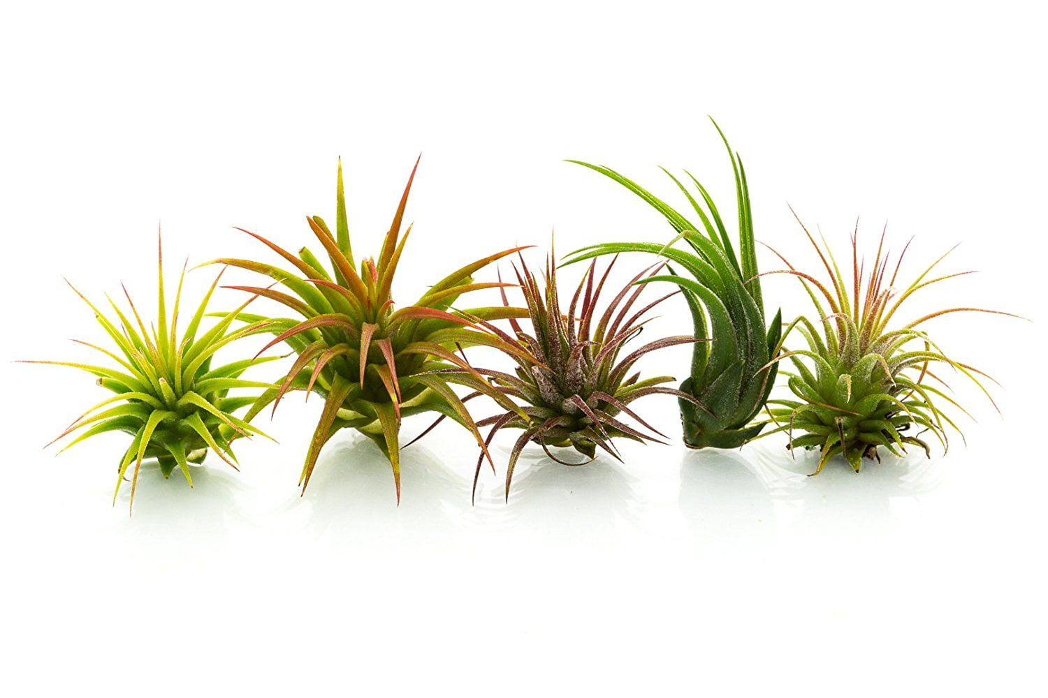 Nautical Crush Trading, 5 Assorted Tillandsia Air Plants, Easy Care ...