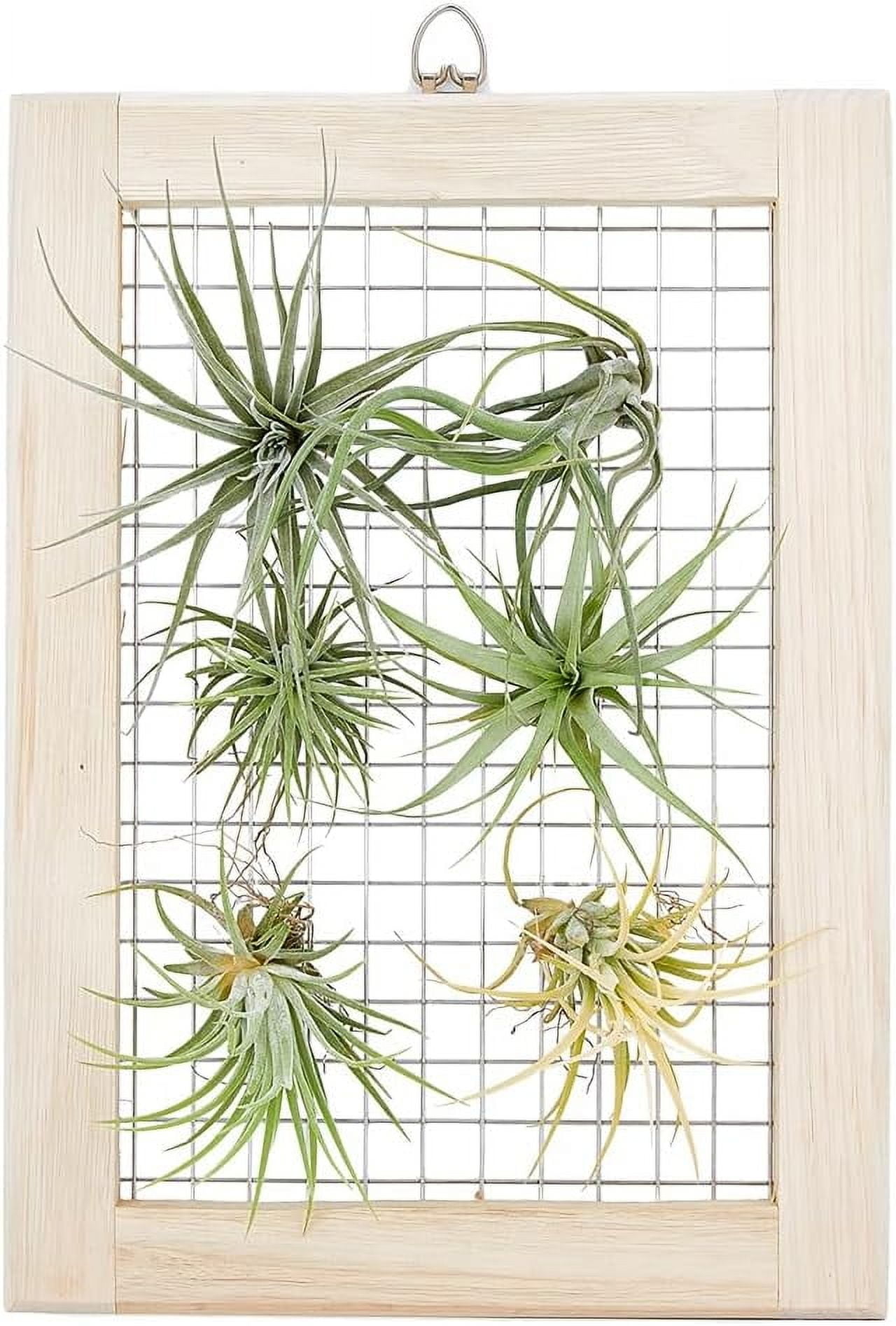 Air Plant Frame Wooden Plant Frame Hanger Wall Mounted Plants Holders ...