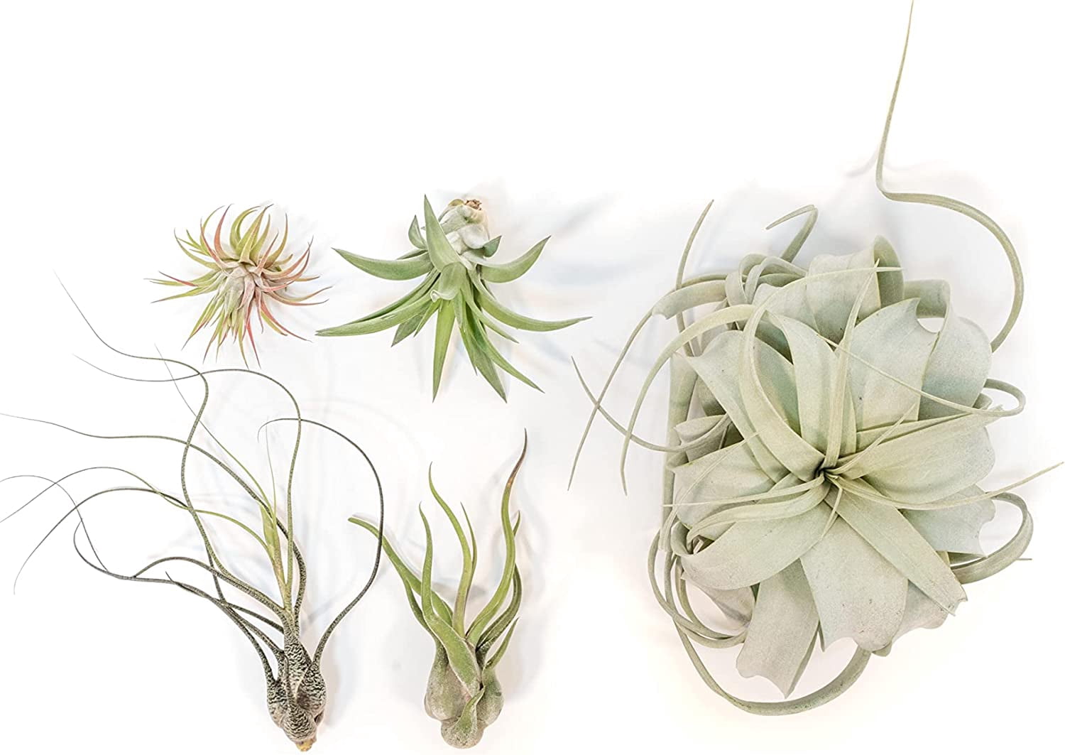 Air Plant Shop The Aztec Collection of Tillandsia Air Plants- Wholesale ...