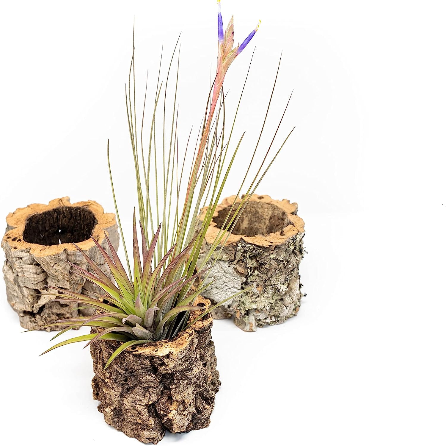 Air Plant Shop Cork Bark Planters with Assorted Air Plants- Wholesale ...