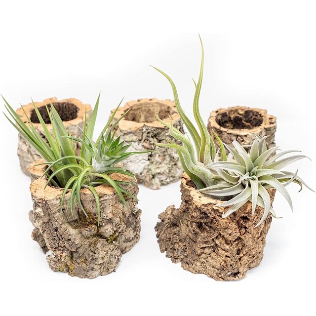 Air Plant Shop Cork Bark Planters with Assorted Air Plants- Wholesale ...