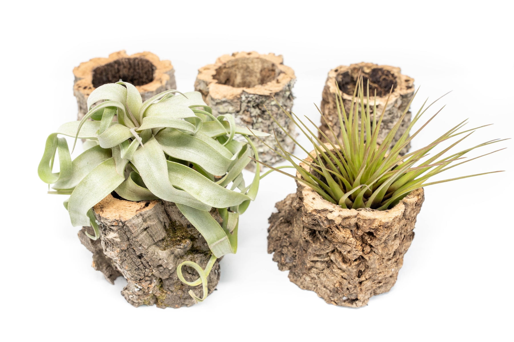 Air Plant Shop Cork Bark Planters with Assorted Air Plants- Wholesale ...
