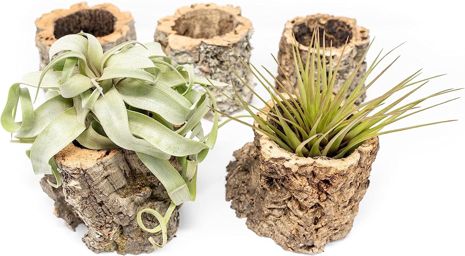 Air Plant Shop Cork Bark Planters with Assorted Air Plants- Wholesale ...
