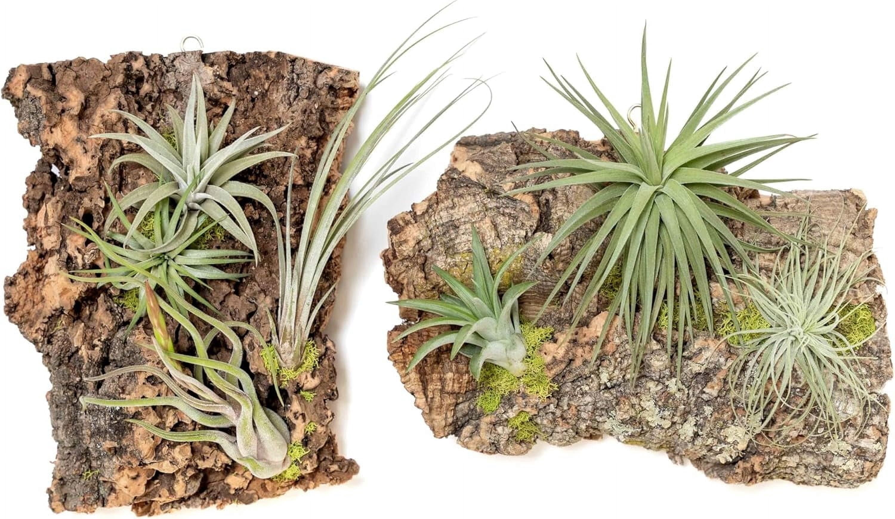 Air Plant Shop Fully Assembled Air Plant Cork Bark Displays - Wholesale ...