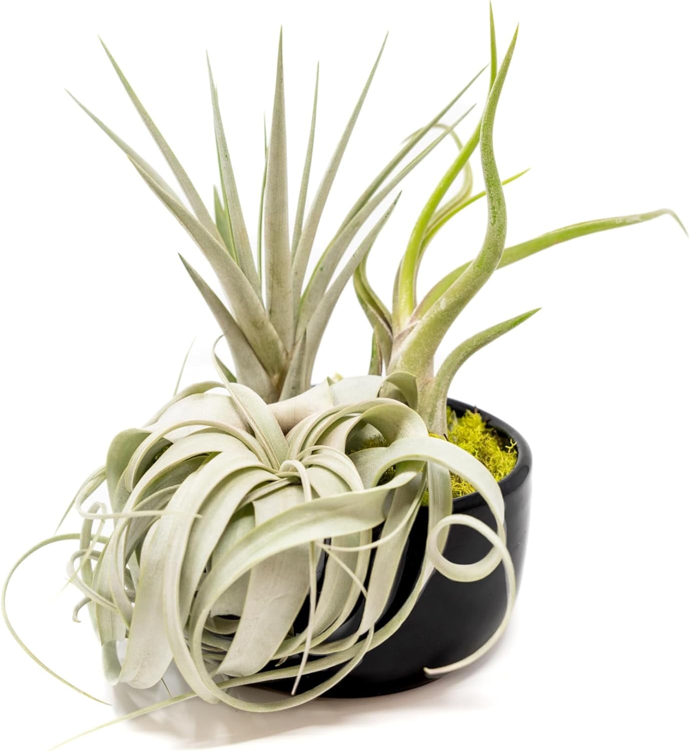 Air Plant Shop Large Assembled Air Plant Bowl Garden - Wholesale and ...