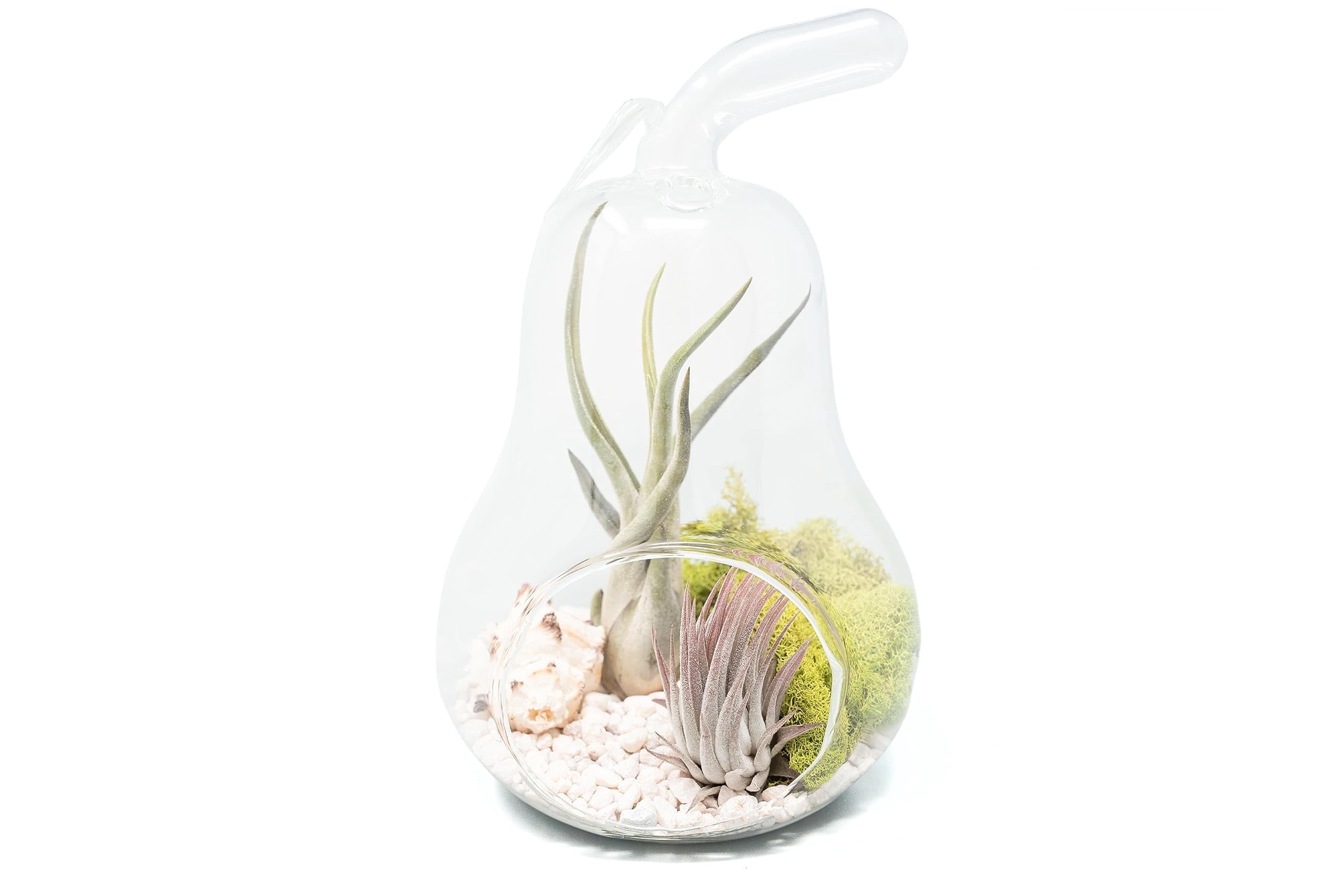 Air Plant Shop Pear Terrarium with Pebble Kit and Tillandsia Air Plants ...