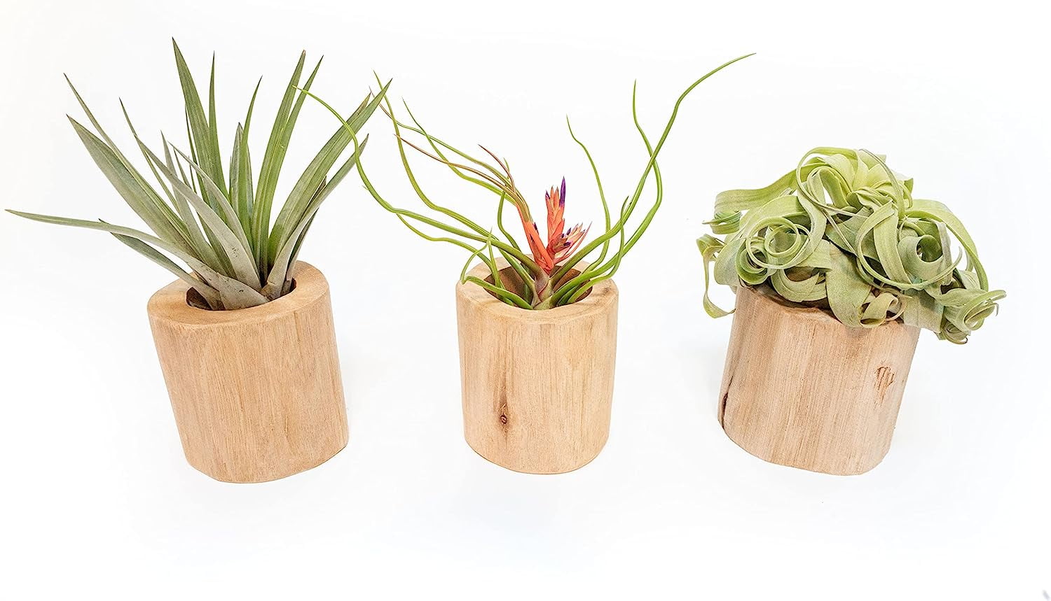 Air plant shop Driftwood Containers with Large Assorted Air Plants ...