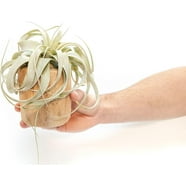 Air Plant Shop Small Air Plant Variety Pack- Wholesale and Bulk ...
