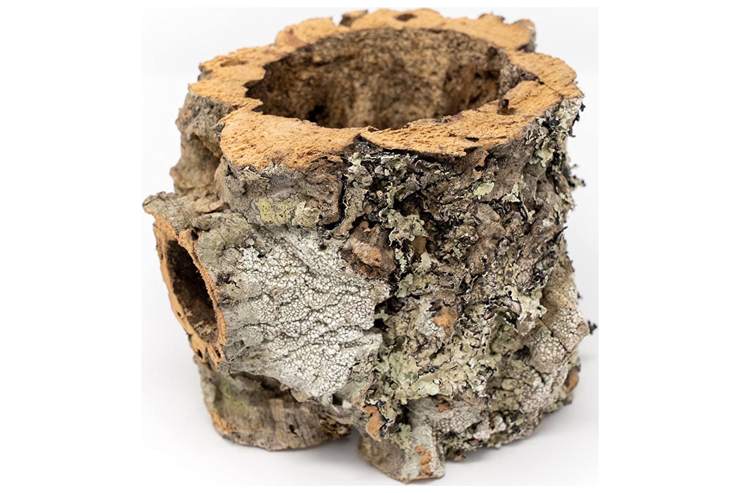 Air plant shop Natural Cork Bark Planters- Wholesale and Bulk ...