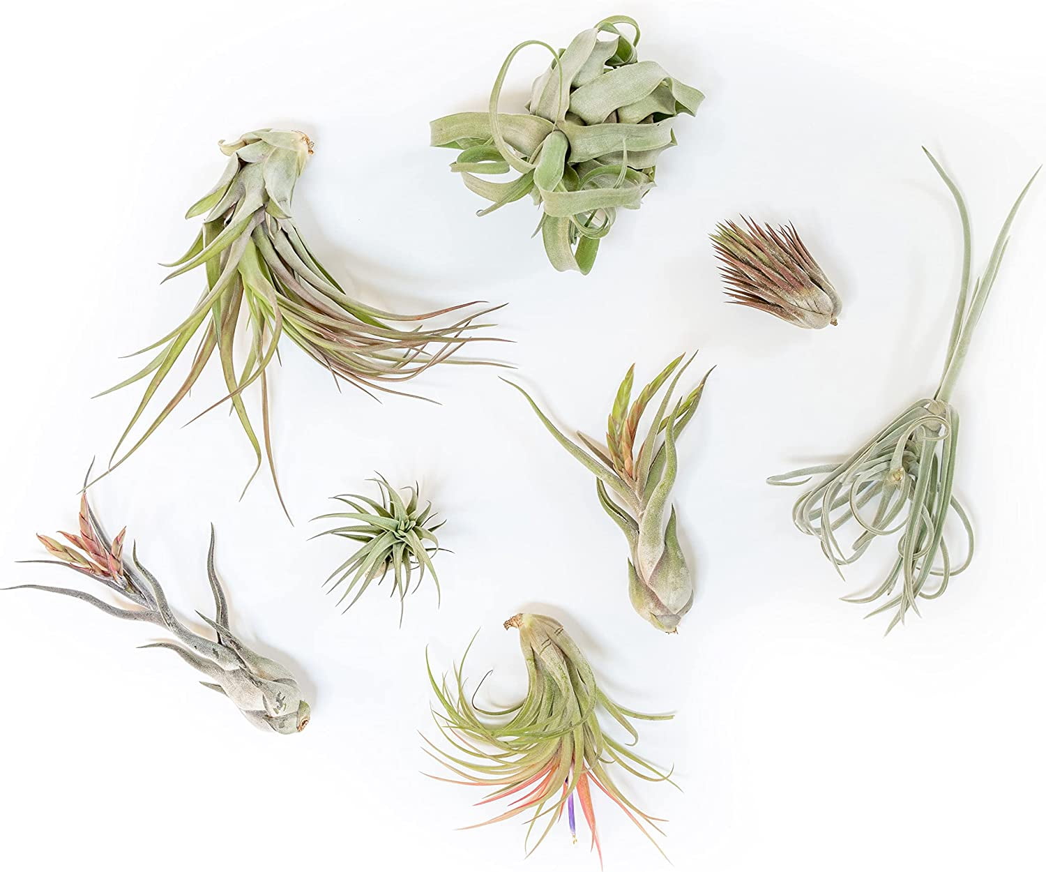 Air Plant Shop Tillandsia Air Plant Grab Bag of Premium Medium & Large ...