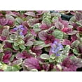 Ajuga 'Burgundy Glow' -Bugleweed- Live Starter Plant - Shade ...