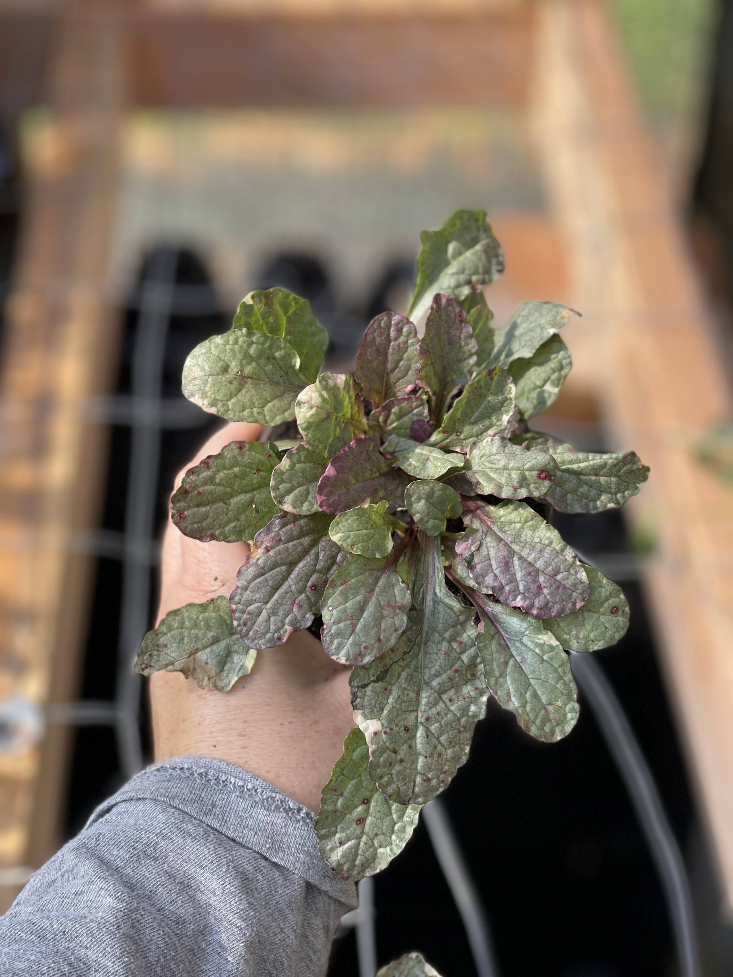 Ajuga Burgundy Glow - Walmart.com