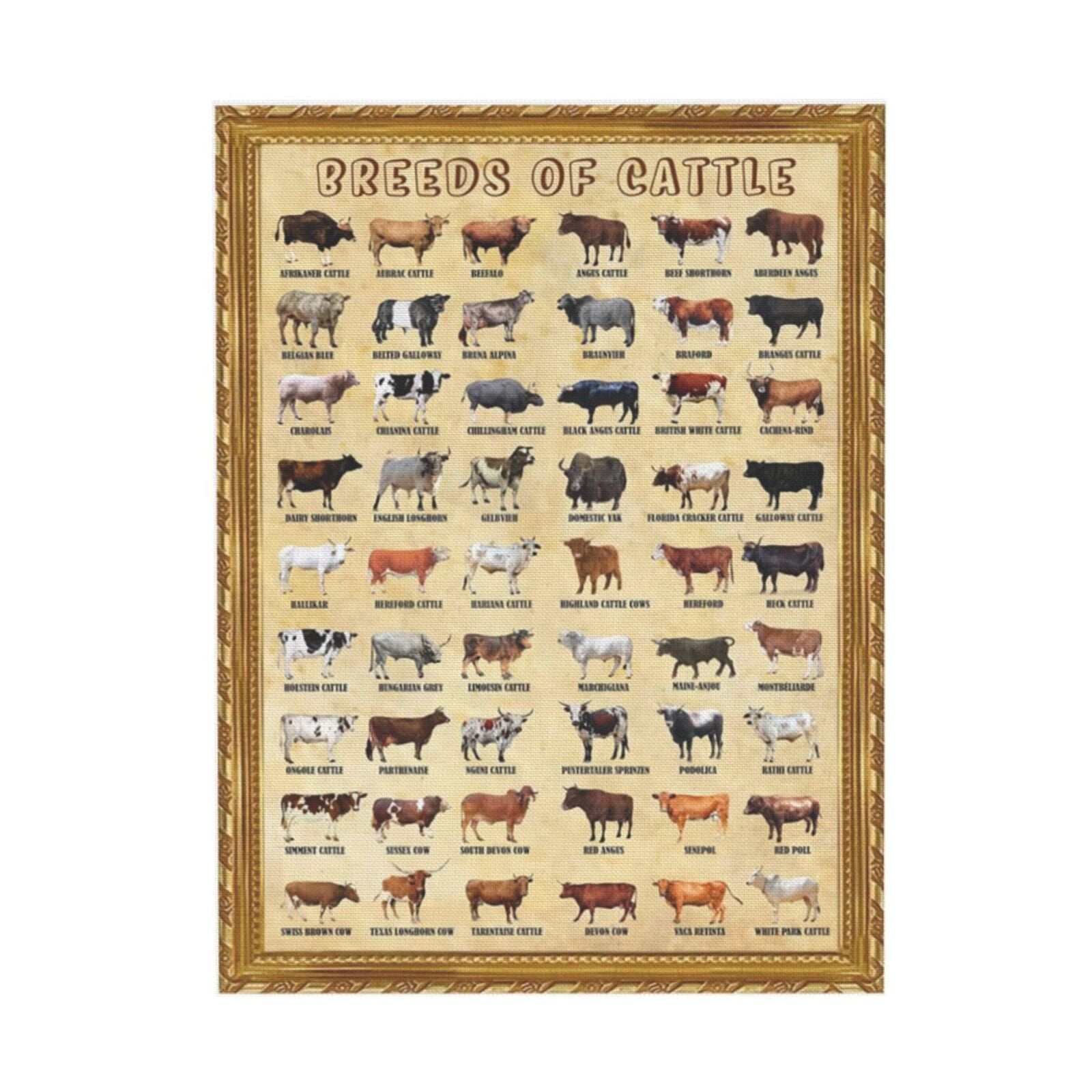 Akania Animal Cattle Breeds Poster, Farm Canvas Print, Highland Cow ...