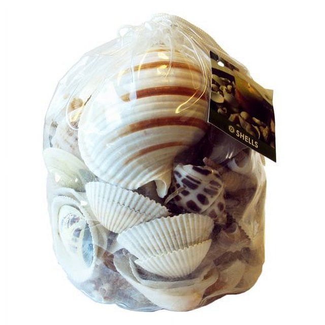 Akasha Superfoods Extra Large White Shells, Natural Craft Shells (3 lb ...