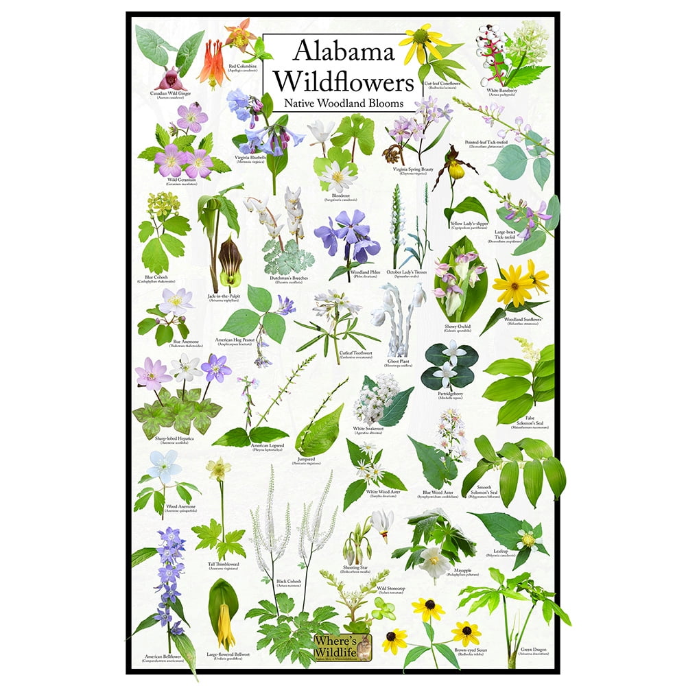 Alabama Wildflowers Poster - Native Woodland Blooms - Educational ...