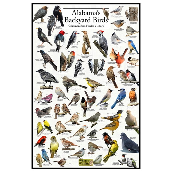 Alabama's Backyard Birds Poster - Alabama Bird Chart Highlighting Birds ...
