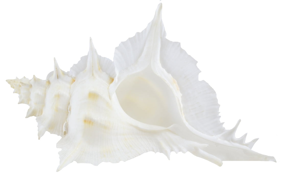 Alabaster Murex Seashell 4-5" - Walmart.com