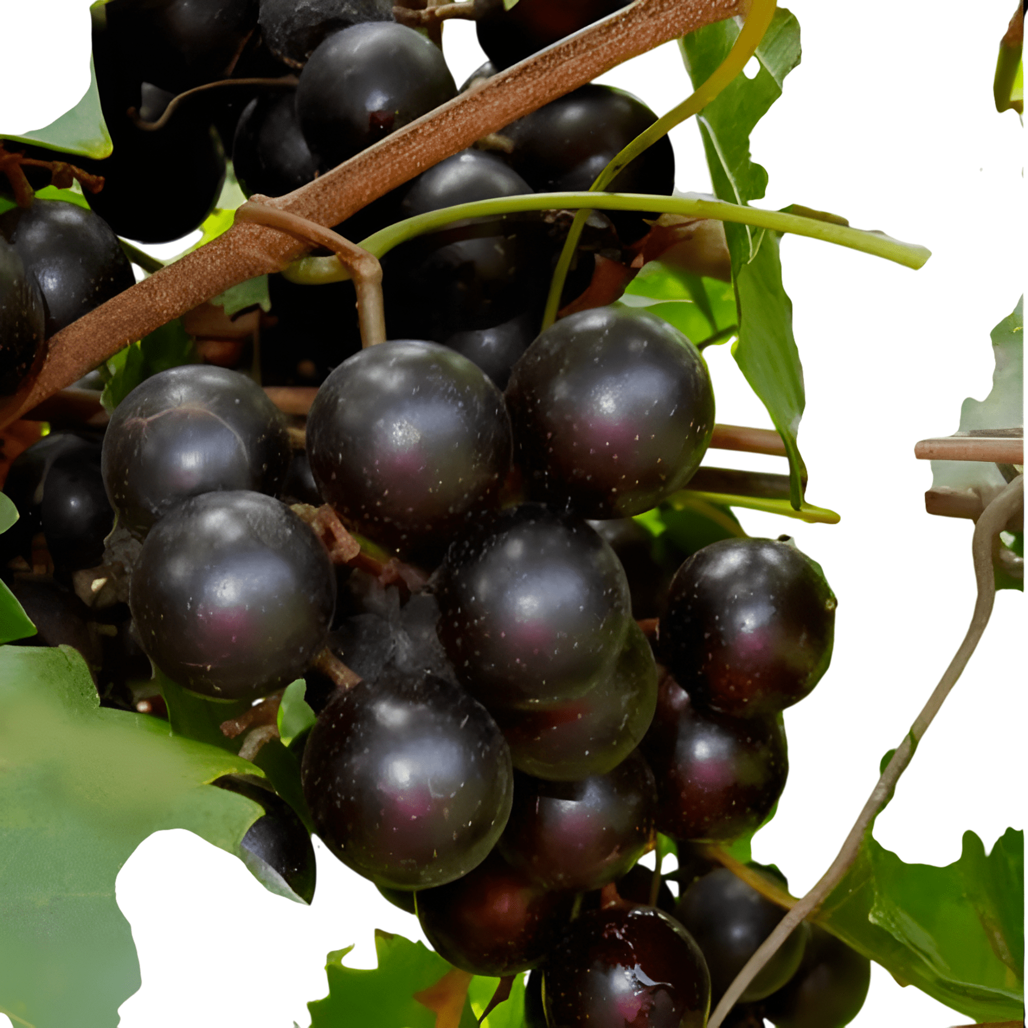 Alachua Muscadine Grape Vine Live Fruit Plant – 3 Gallon Potted Plant ...