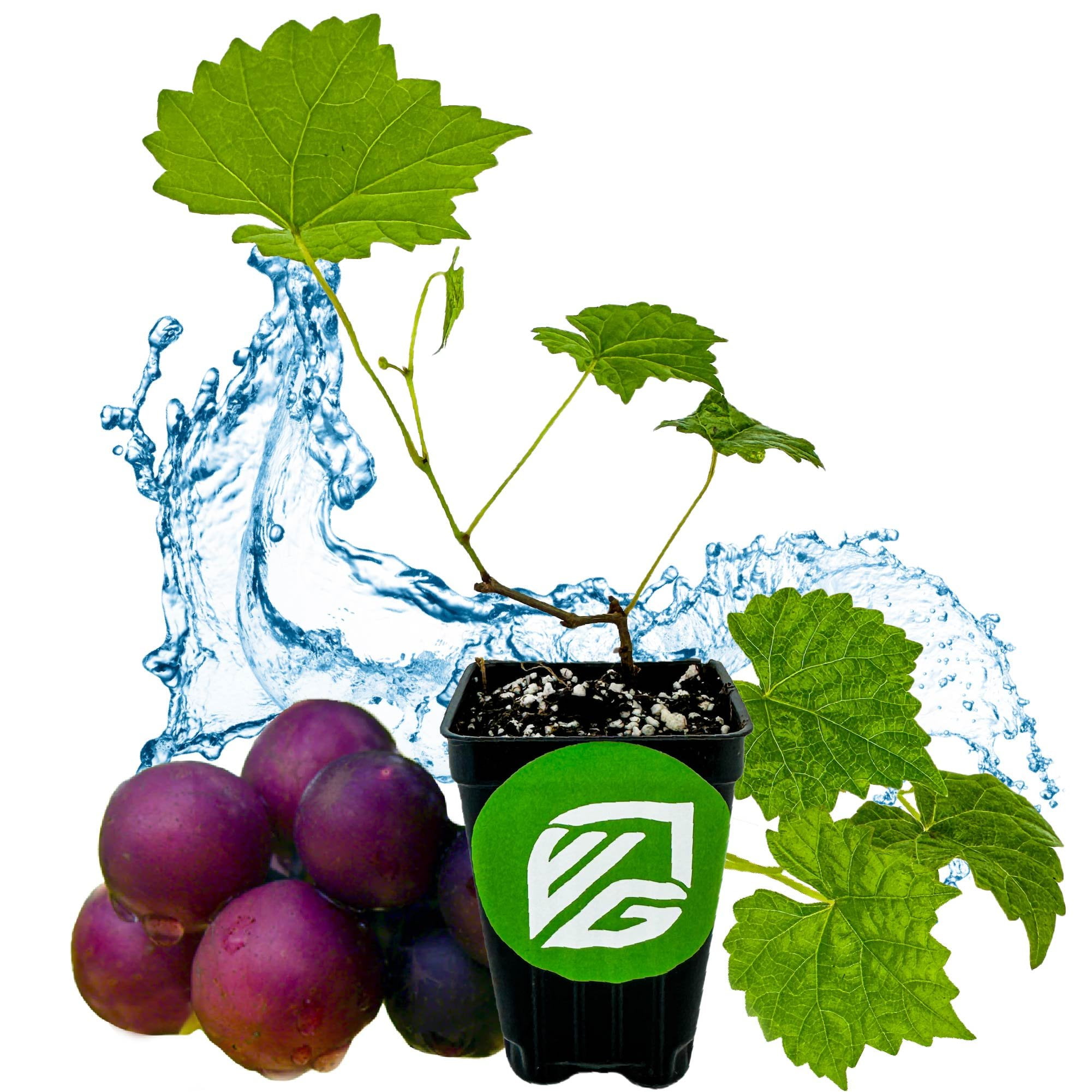Wellspring Gardens Alachua Muscadine Grape, Zones 7-11, 3-8 Inches Tall ...