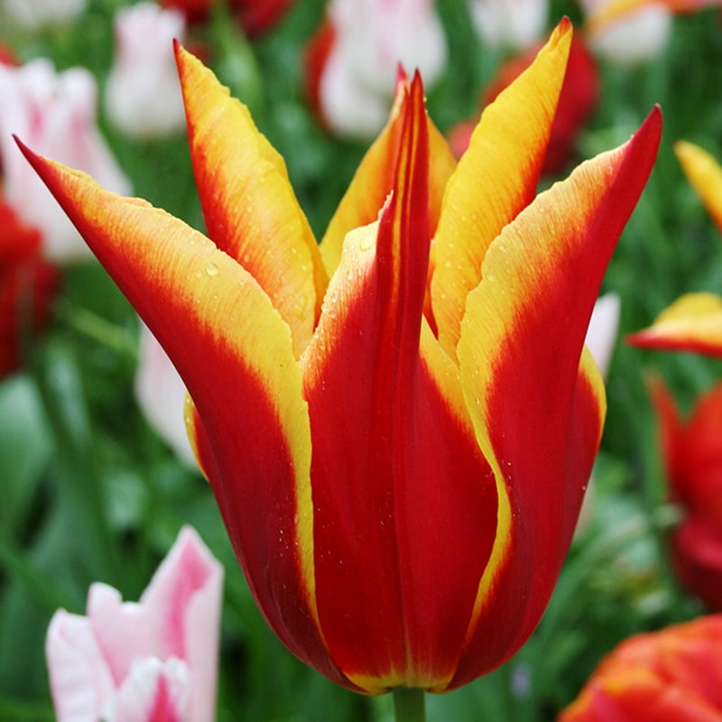 Aladdin Lily Flowering Tulip Flower Bulbs - 10 Bulbs per Pack ...
