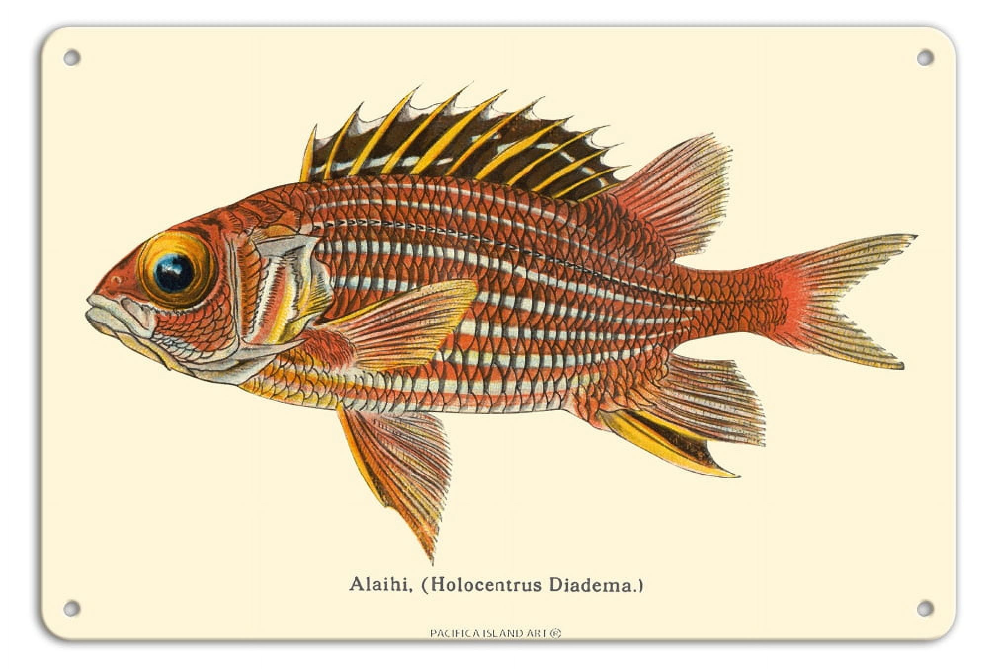 Alaihi (Holocentrus Diadema) - Hawaiian Squirrel Fish - from Fishes of ...