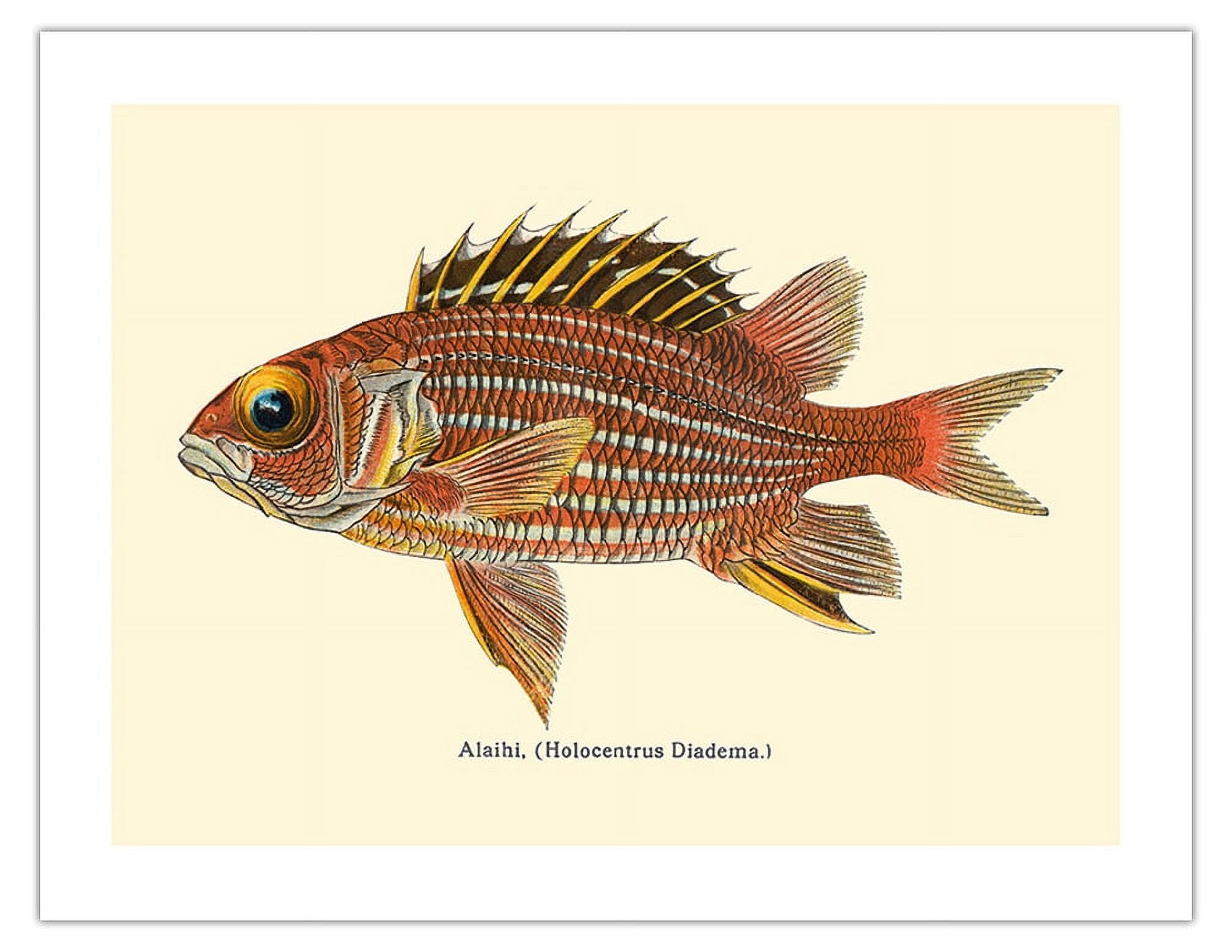 Alaihi (Holocentrus Diadema) - Hawaiian Squirrel Fish - from Fishes of ...