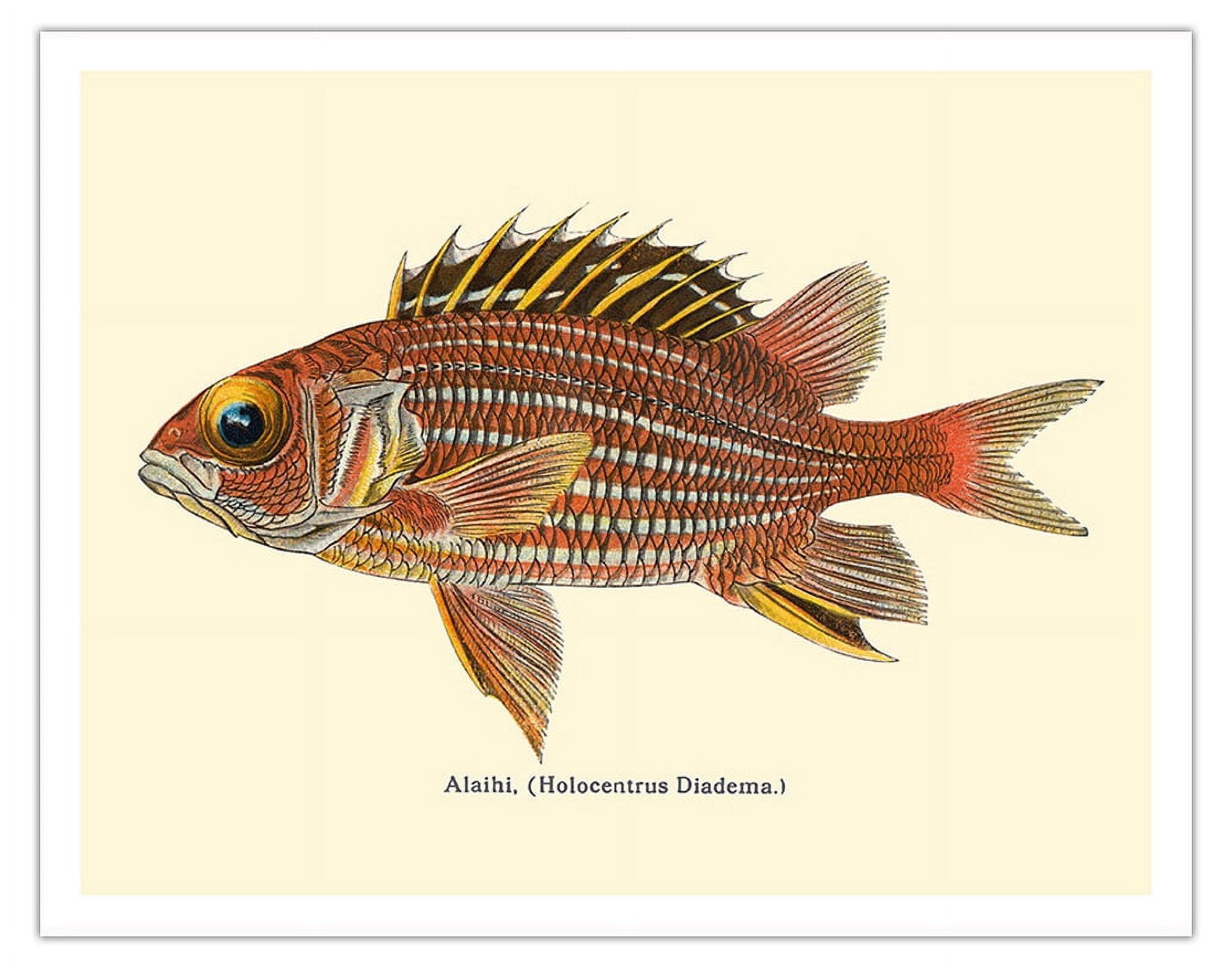 Alaihi (Holocentrus Diadema) - Hawaiian Squirrel Fish - from Fishes of ...