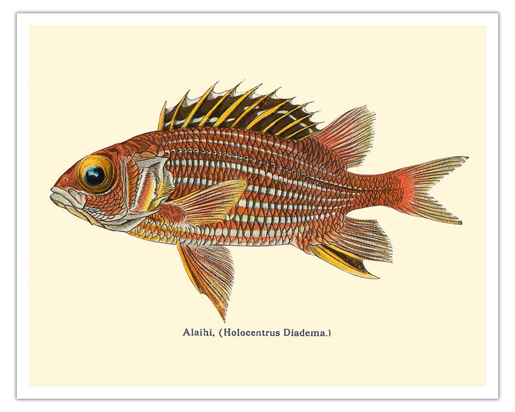 Alaihi (Holocentrus Diadema) - Hawaiian Squirrel Fish - from Fishes of ...