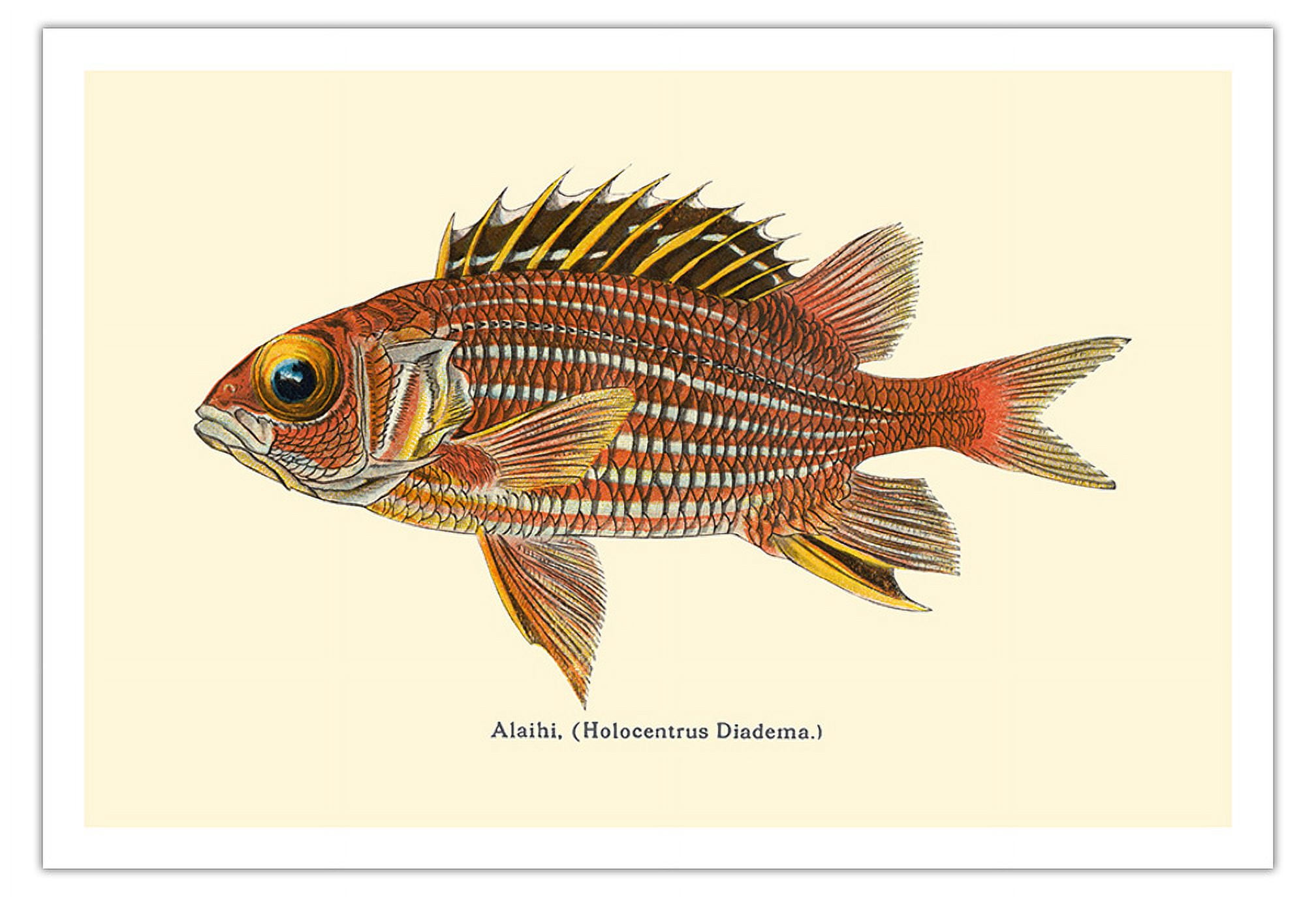 Alaihi (Holocentrus Diadema) - Hawaiian Squirrel Fish - from Fishes of ...