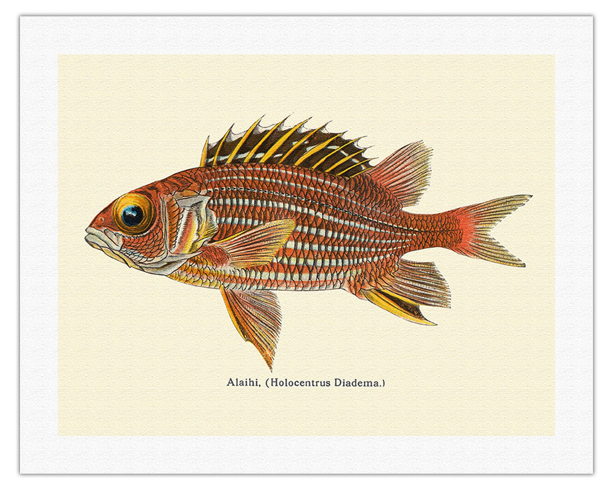 Alaihi (Holocentrus Diadema) - Hawaiian Squirrel Fish - from Fishes of ...