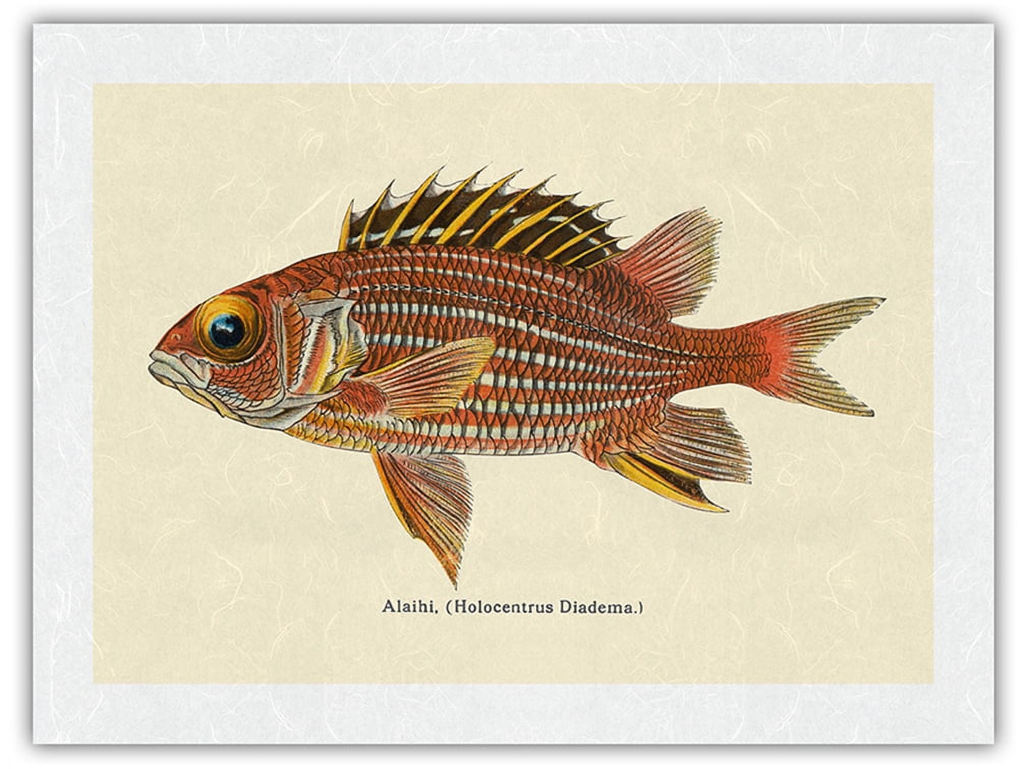 Alaihi (Holocentrus Diadema) - Hawaiian Squirrel Fish - from Fishes of ...