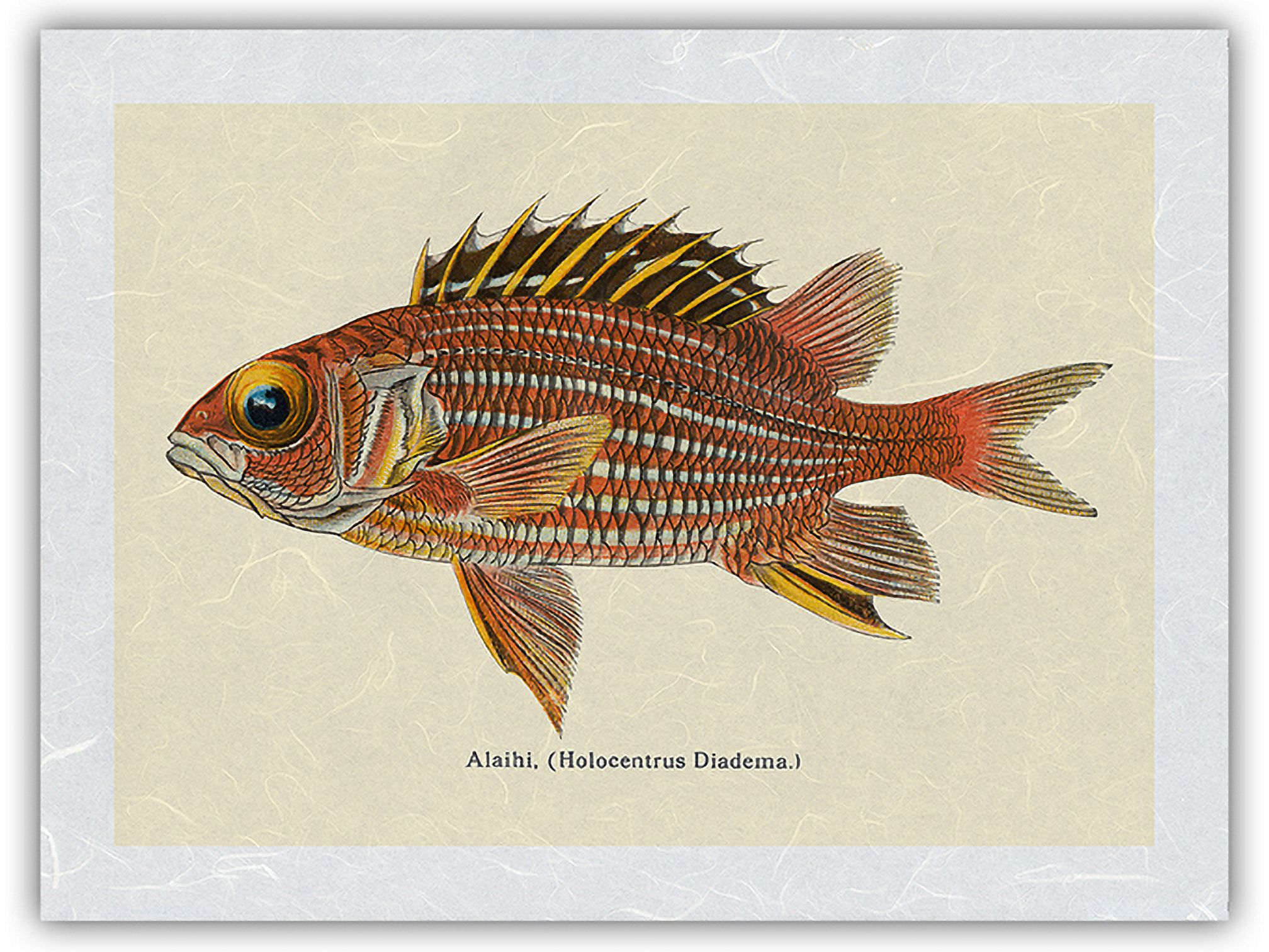 Alaihi (Holocentrus Diadema) - Hawaiian Squirrel Fish - from Fishes of ...