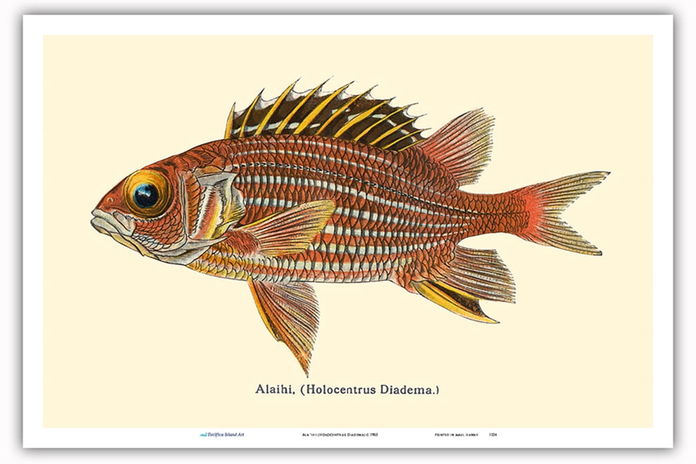 Alaihi (Holocentrus Diadema) - Hawaiian Squirrel Fish - from Fishes of ...