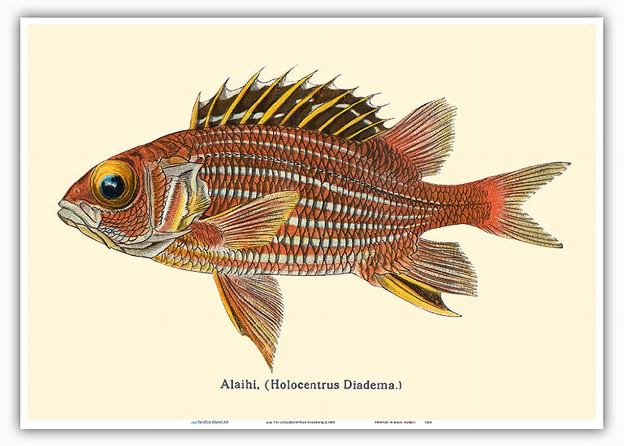 Alaihi (Holocentrus Diadema) - Hawaiian Squirrel Fish - from Fishes of ...