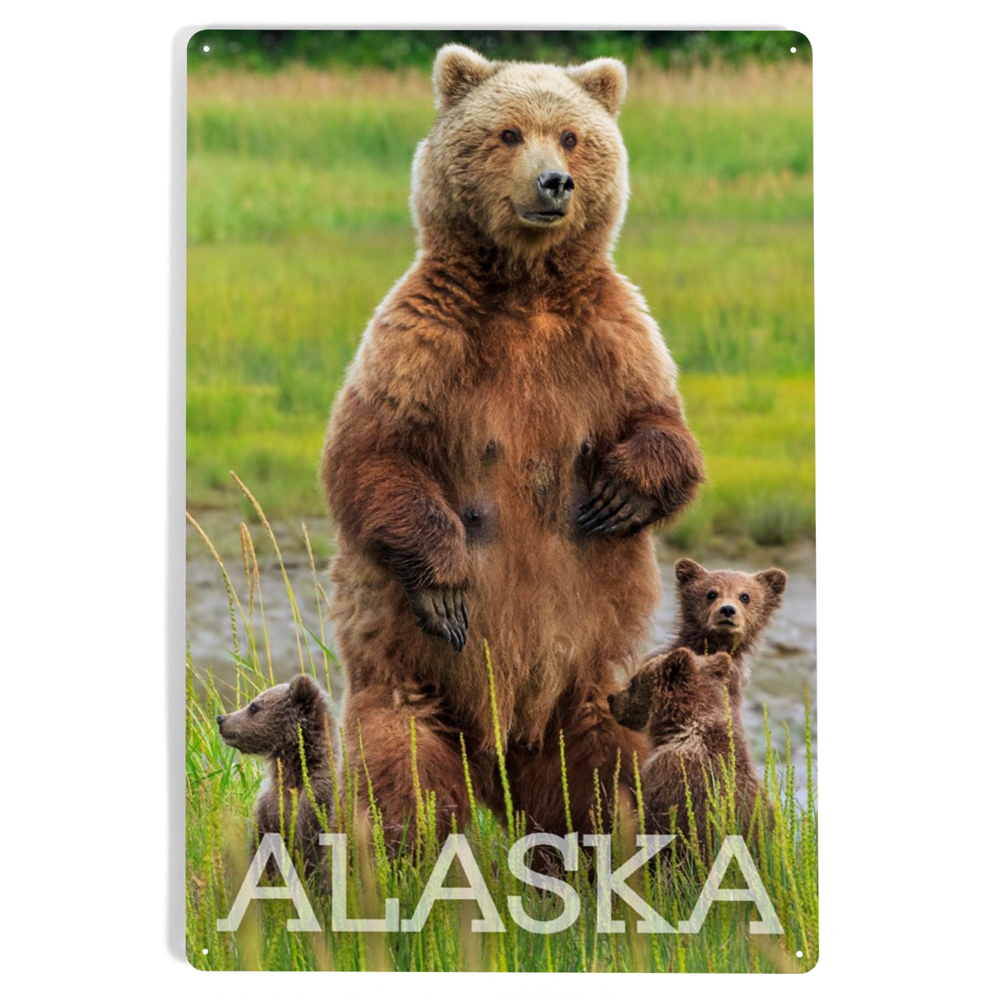 Alaska, Grizzly Bear and Cubs (12x18 Aluminum Art, Indoor Outdoor Metal ...