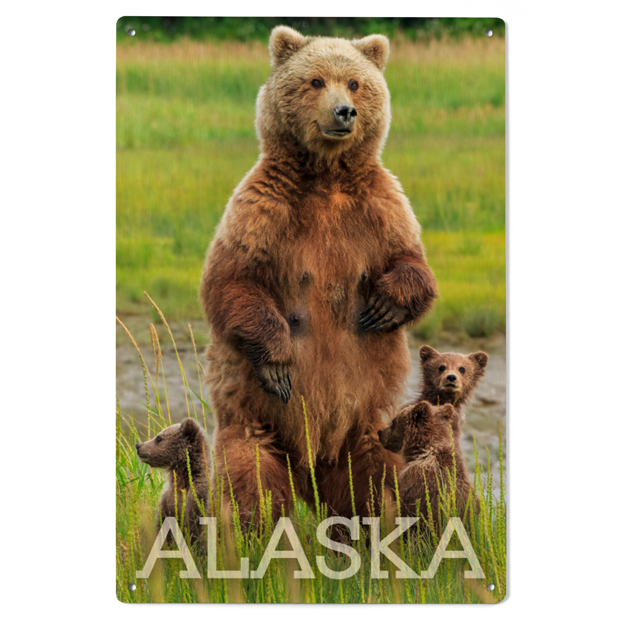 Alaska, Grizzly Bear and Cubs Birch Wood Wall Sign (6x9 Rustic Home ...