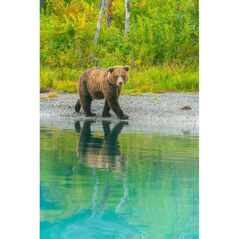 Alaska- Lake Clark. Young grizzly bear walks along the shoreline ...