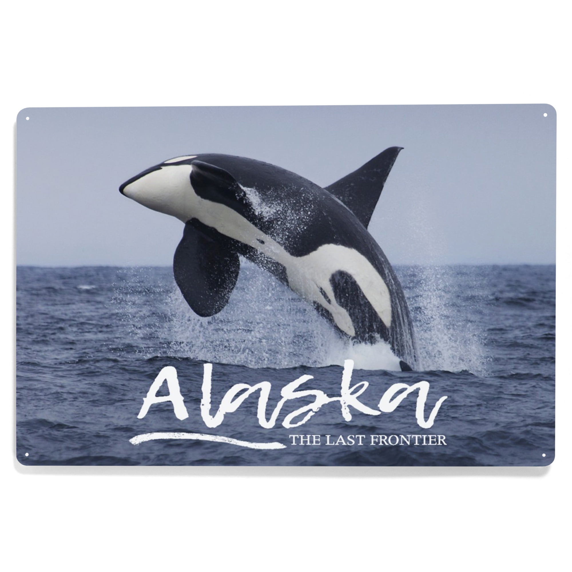 Alaska, Orca Jumping (12x18 Aluminum Art, Indoor Outdoor Metal Sign ...